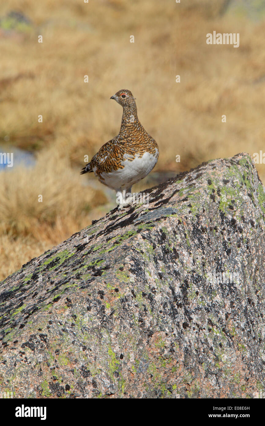 Female Ptarmigan in spring plumage Stock Photo - Alamy
