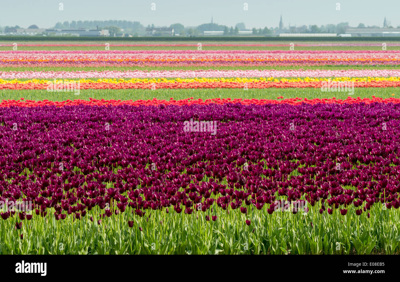 Row rows of flowers hi-res stock photography and images - Alamy
