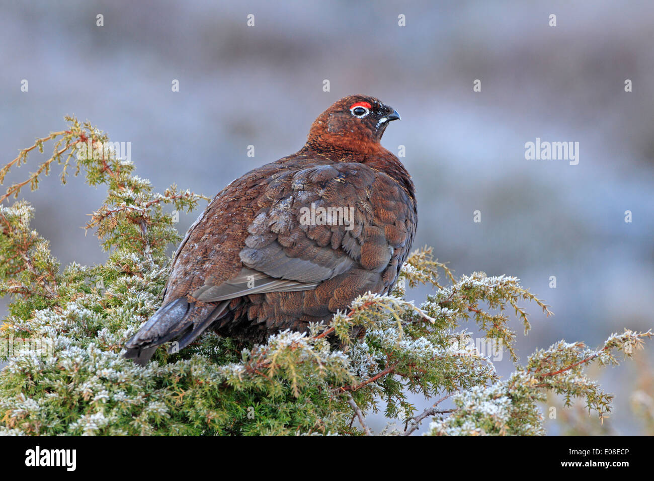 Juniper scotland hi-res stock photography and images - Alamy