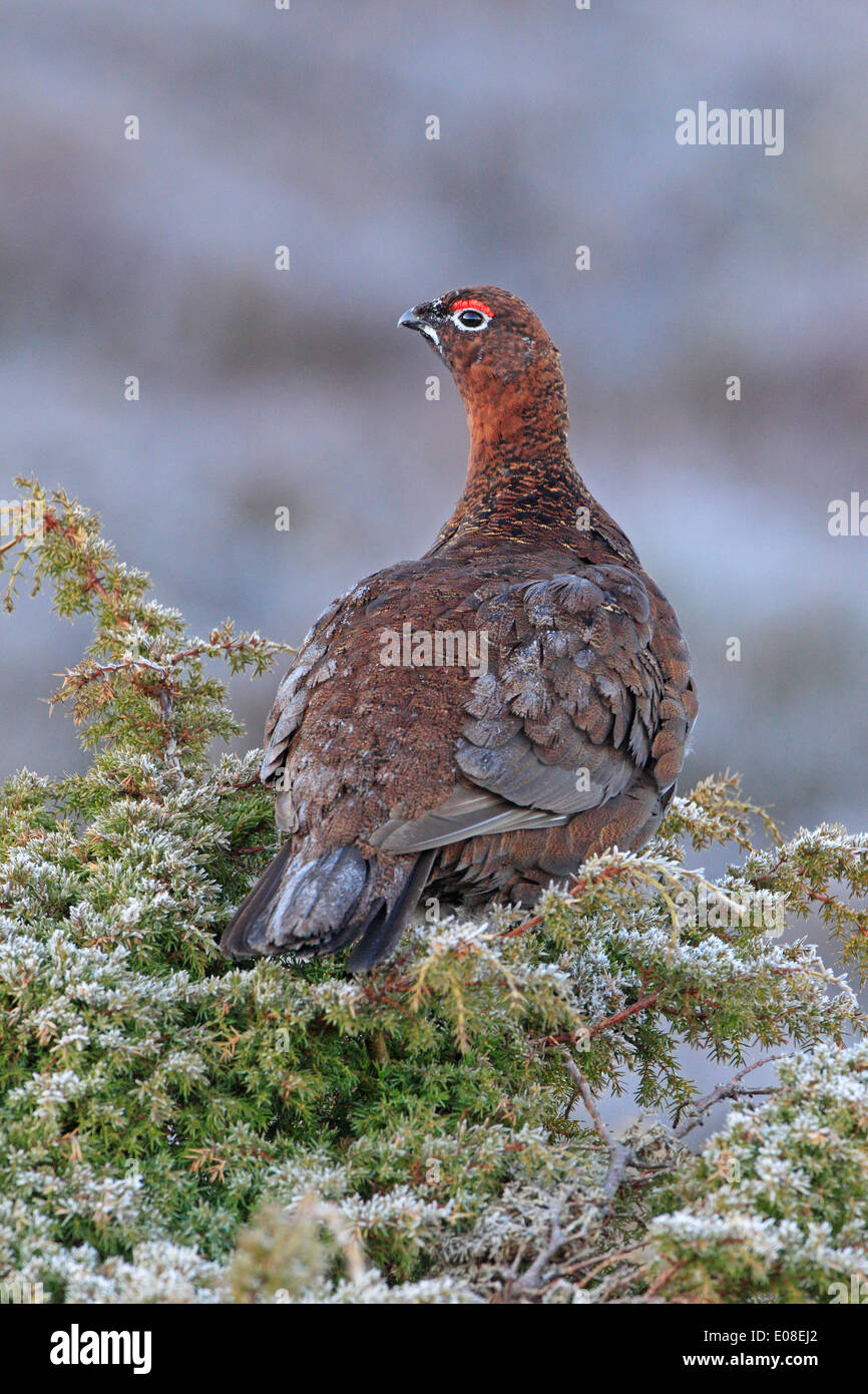 Juniper scotland hi-res stock photography and images - Alamy