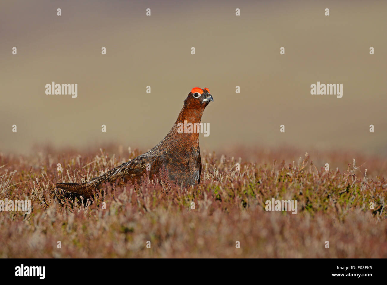 Male Red Grouse in heather Stock Photo - Alamy