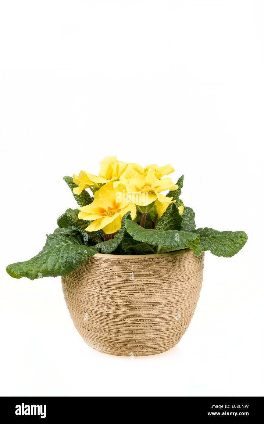 Primrose in pot hi-res stock photography and images - Alamy