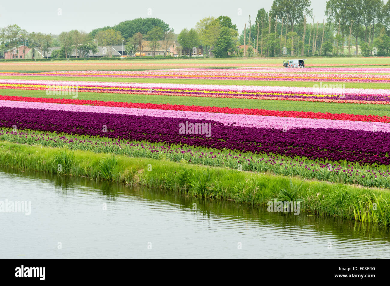 TULIP FIELDS AND WORKERS IN SPRINGTIME NEAR TO THE TOWN OF LISSE ...