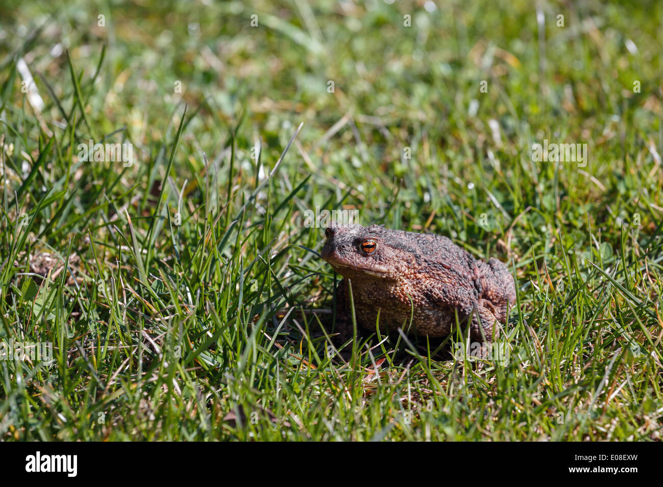 Female Toad Stock Photos & Female Toad Stock Images - Alamy