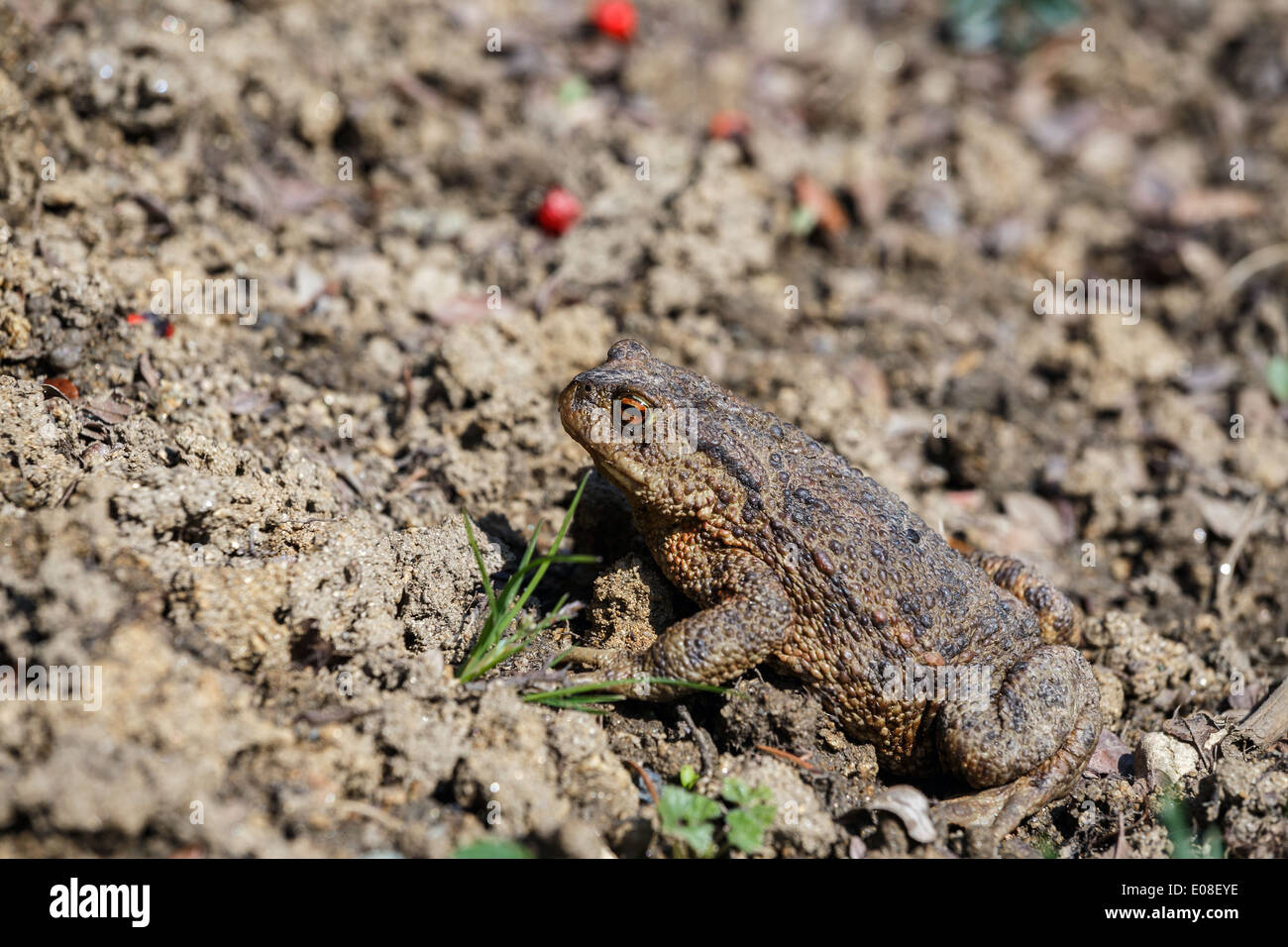 brown female toad in the sunny spring garden, czech republic Stock ...