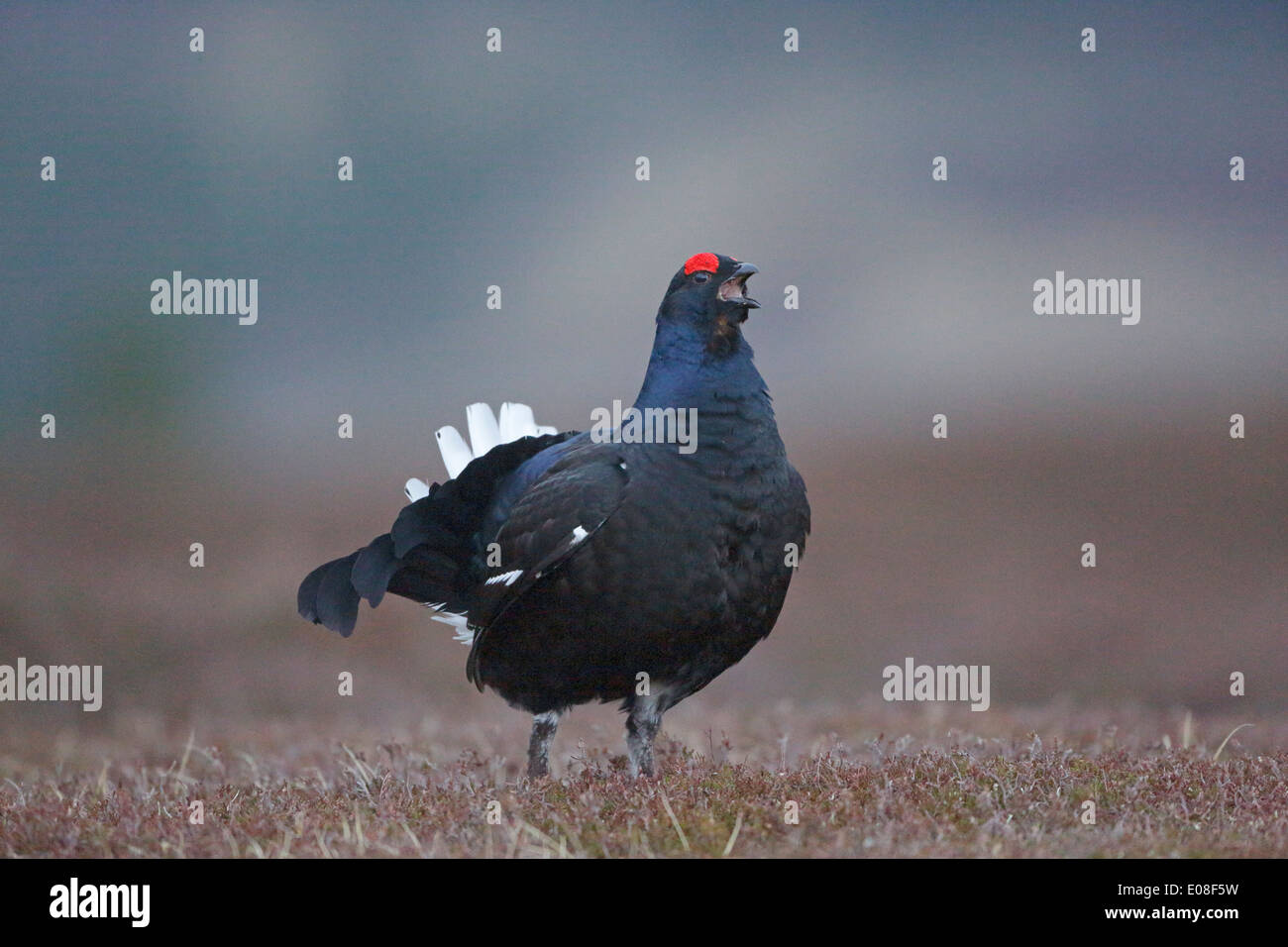 Male Black Grouse displaying on a lek Stock Photo - Alamy