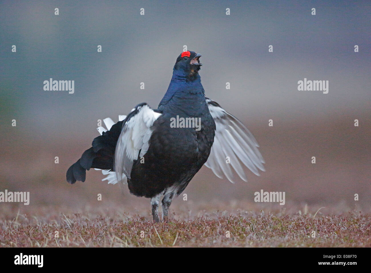 Male Black Grouse displaying on a lek Stock Photo - Alamy
