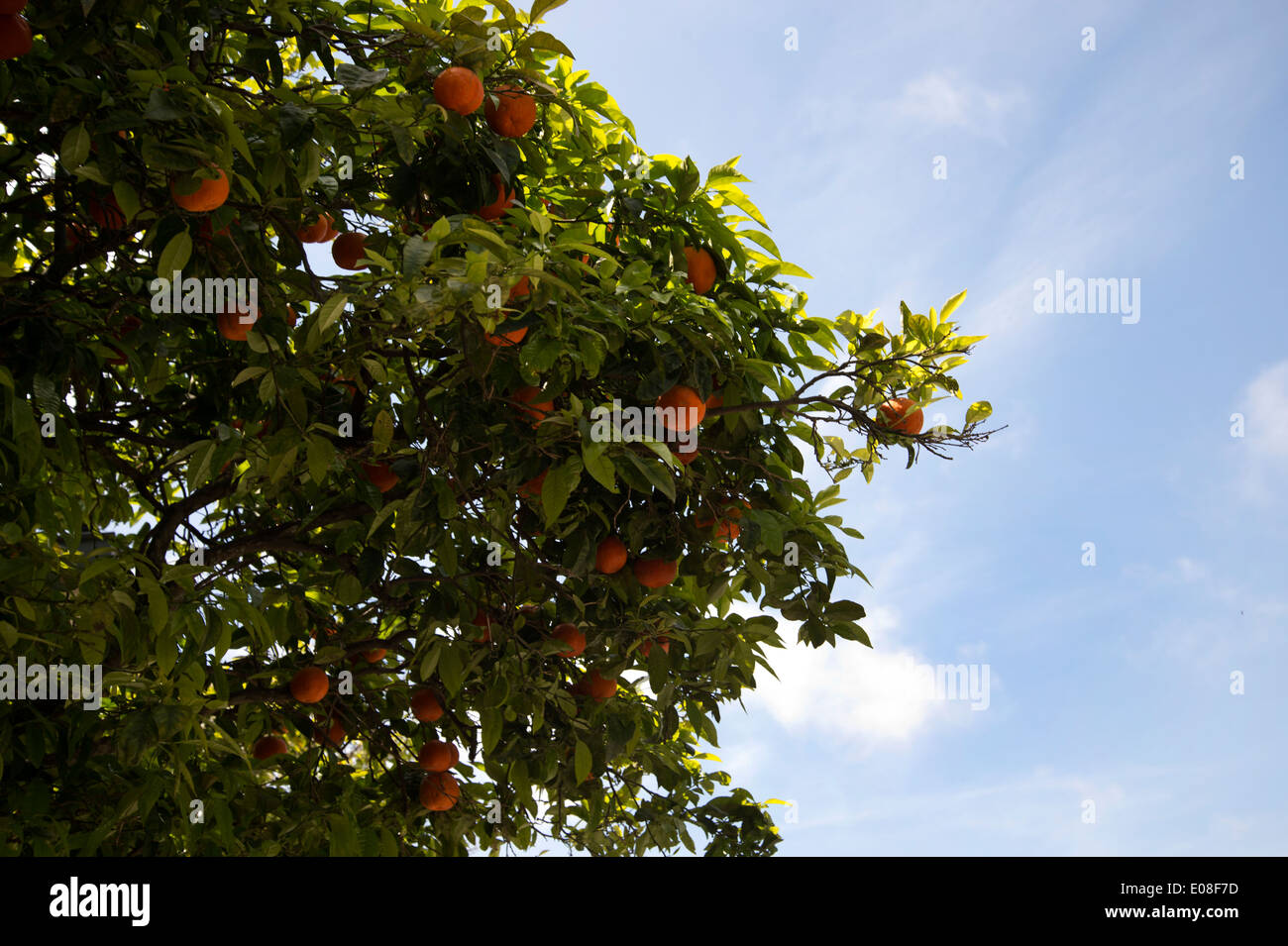 Full of oranges hi-res stock photography and images - Alamy