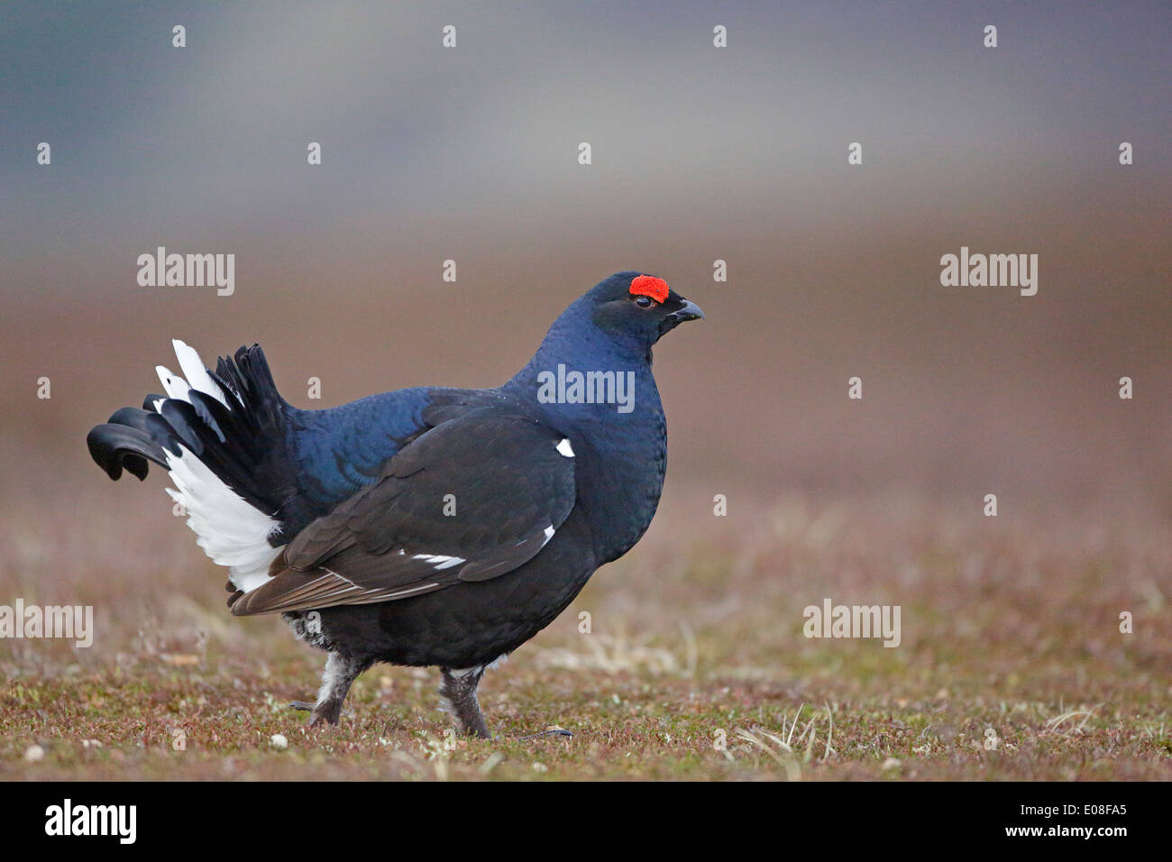 Male Black Grouse Stock Photo - Alamy