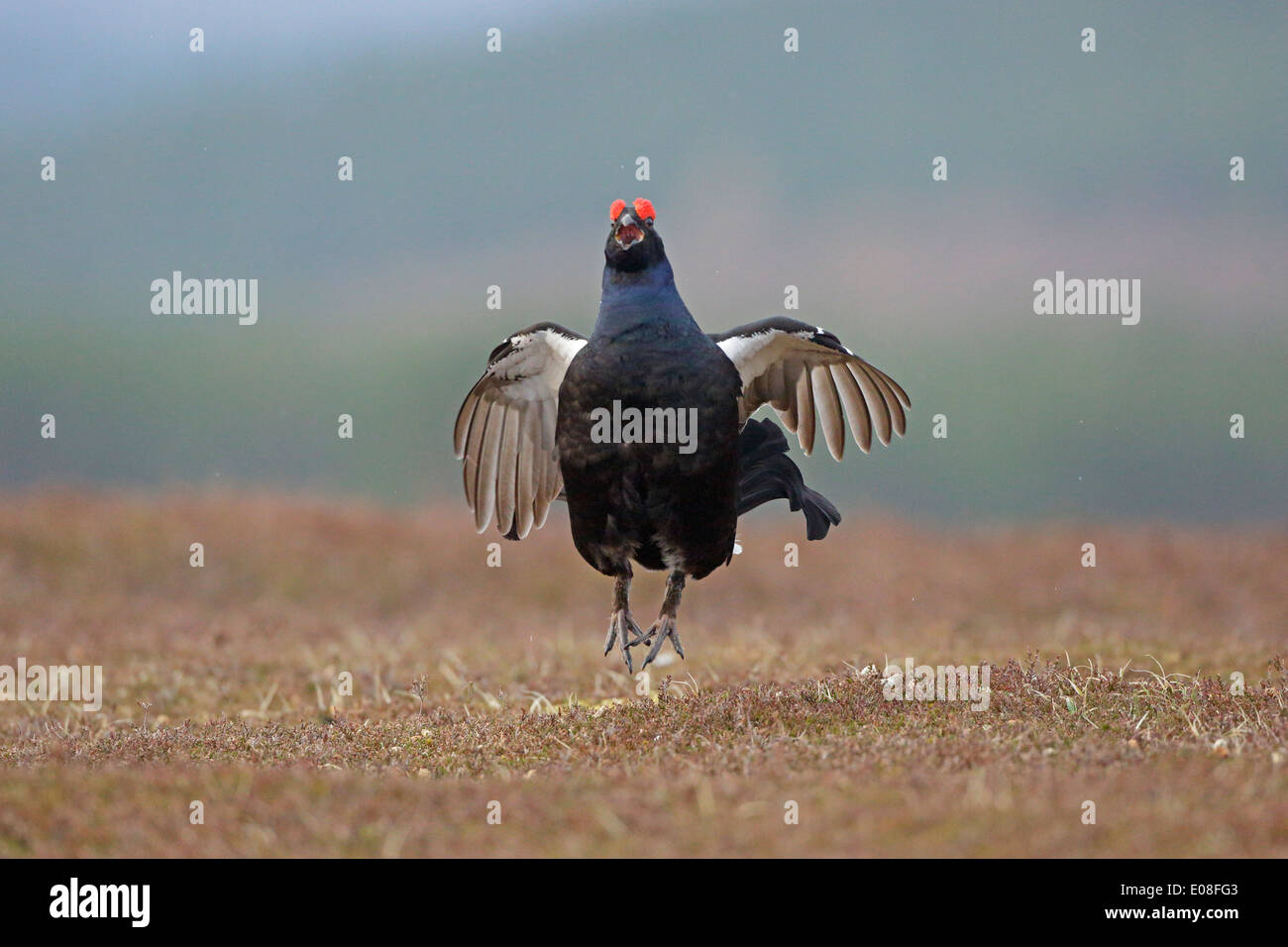 Male black grouse hi-res stock photography and images - Alamy