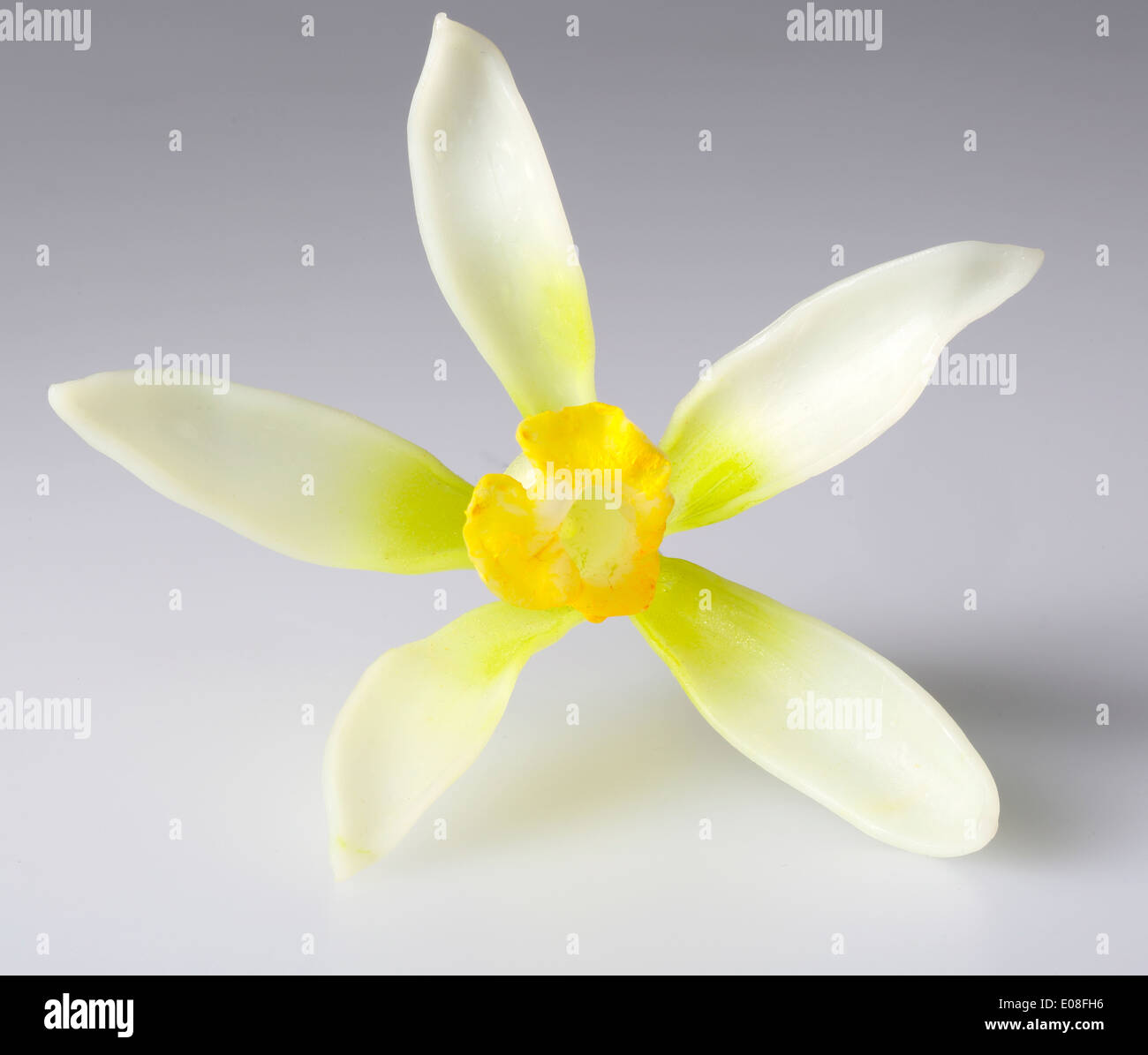 Vanilla flower hi-res stock photography and images - Alamy