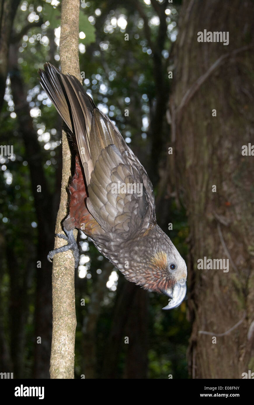 Kaka, Parrot, Kapiti Island, North Island, New Zealand Stock Photo - Alamy