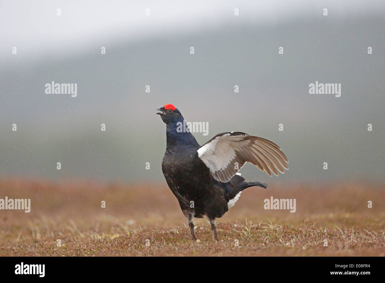 Male Black Grouse displaying on a lek Stock Photo - Alamy