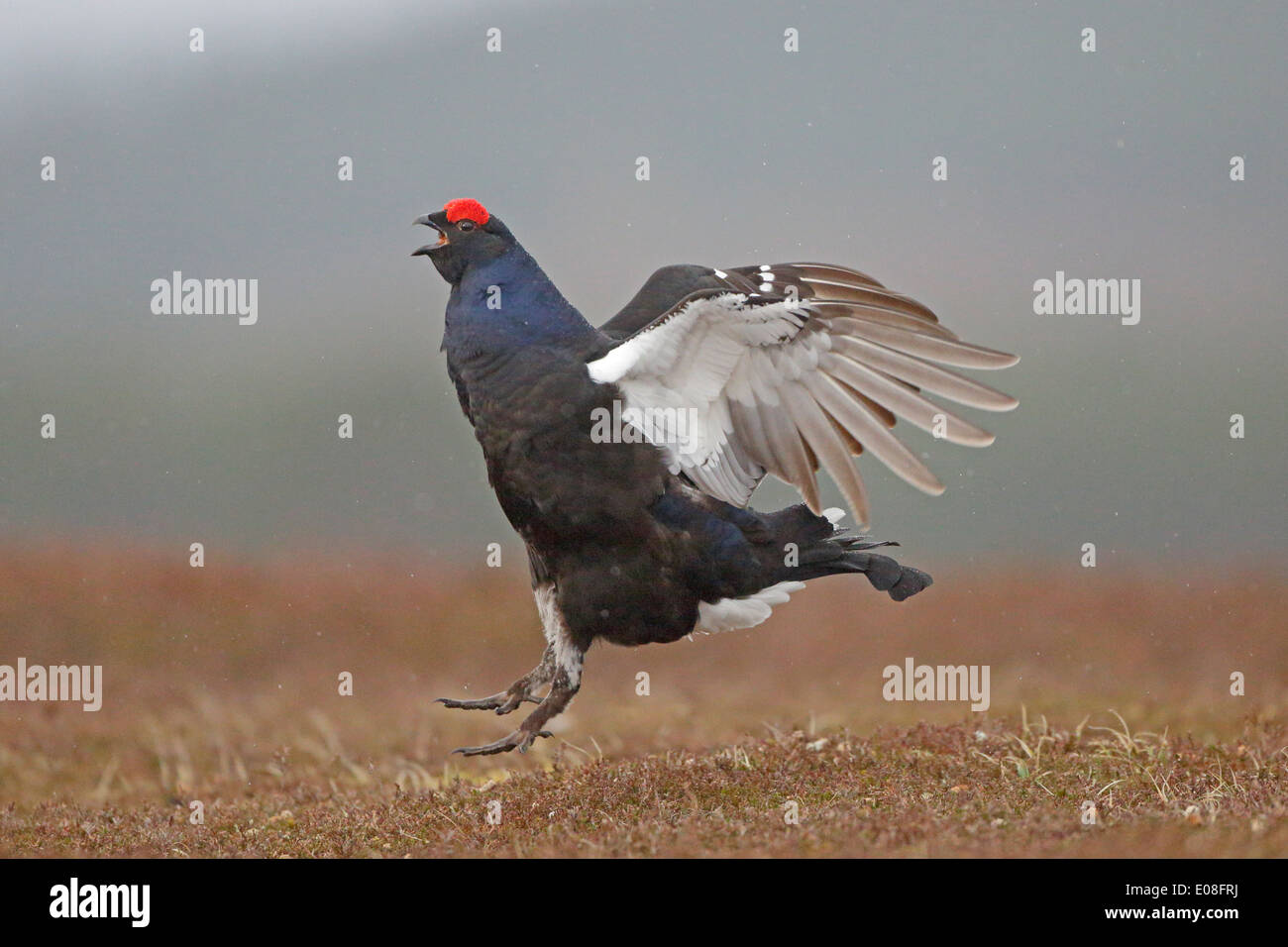 Male Black Grouse displaying on a lek Stock Photo - Alamy