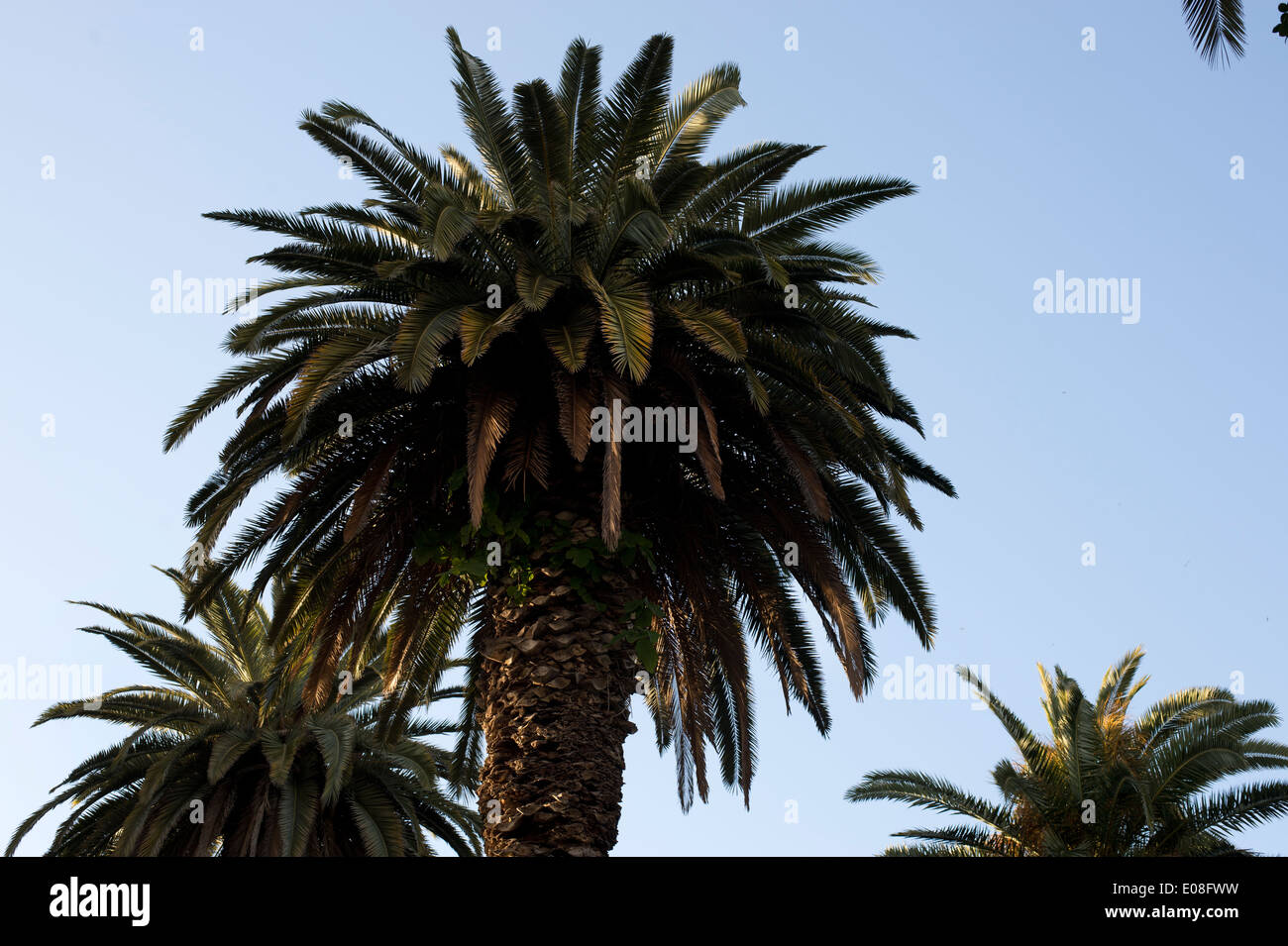 Tunis, Tunisia. Palm trees Stock Photo - Alamy
