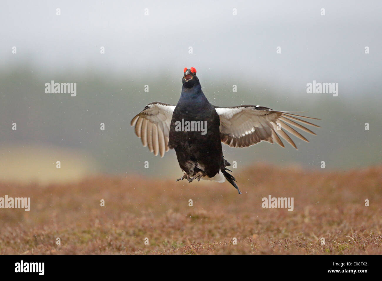 Male Black Grouse displaying on a lek Stock Photo - Alamy
