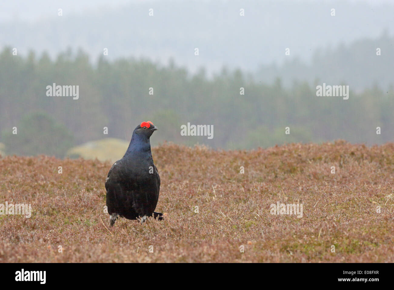 Black grouse scotland hi-res stock photography and images - Alamy