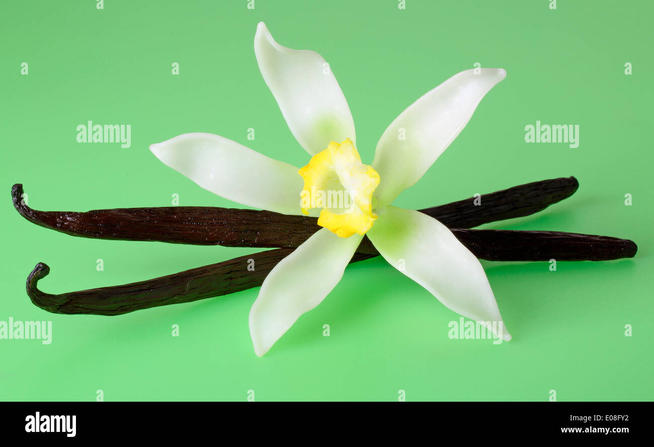 What Type Of Flowers Produce Vanilla Pods at Madison Calder blog