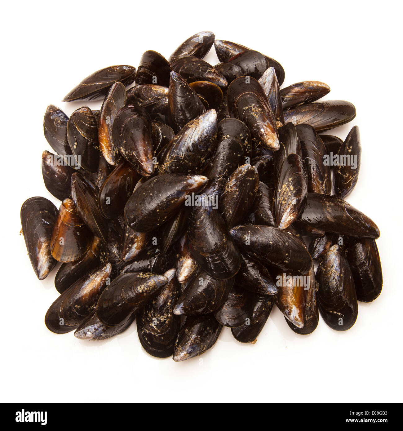 Raw mussels isolated on a white studio background Stock Photo - Alamy