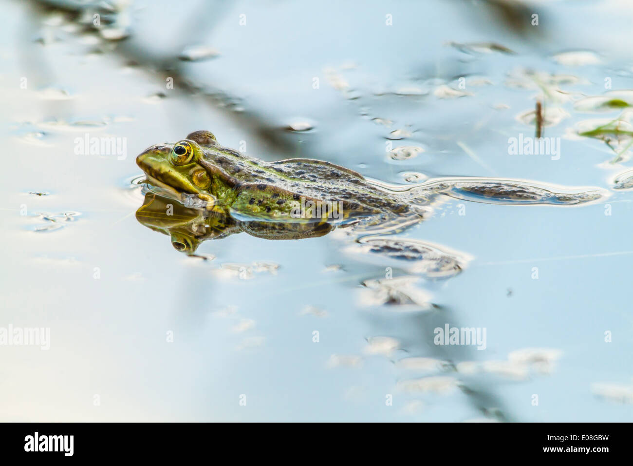 Photo of a frog in water Stock Photo - Alamy