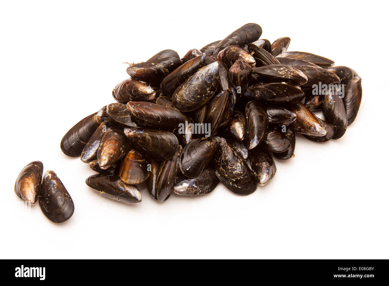 Raw mussels isolated on a white studio background Stock Photo - Alamy