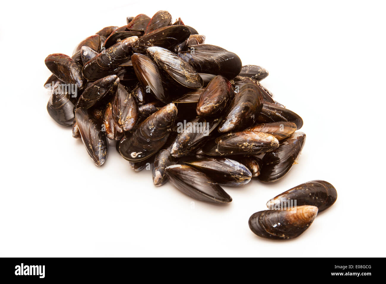 Raw mussels isolated on a white studio background Stock Photo - Alamy