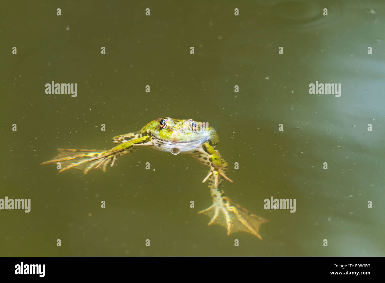 Animals frog hi-res stock photography and images - Alamy