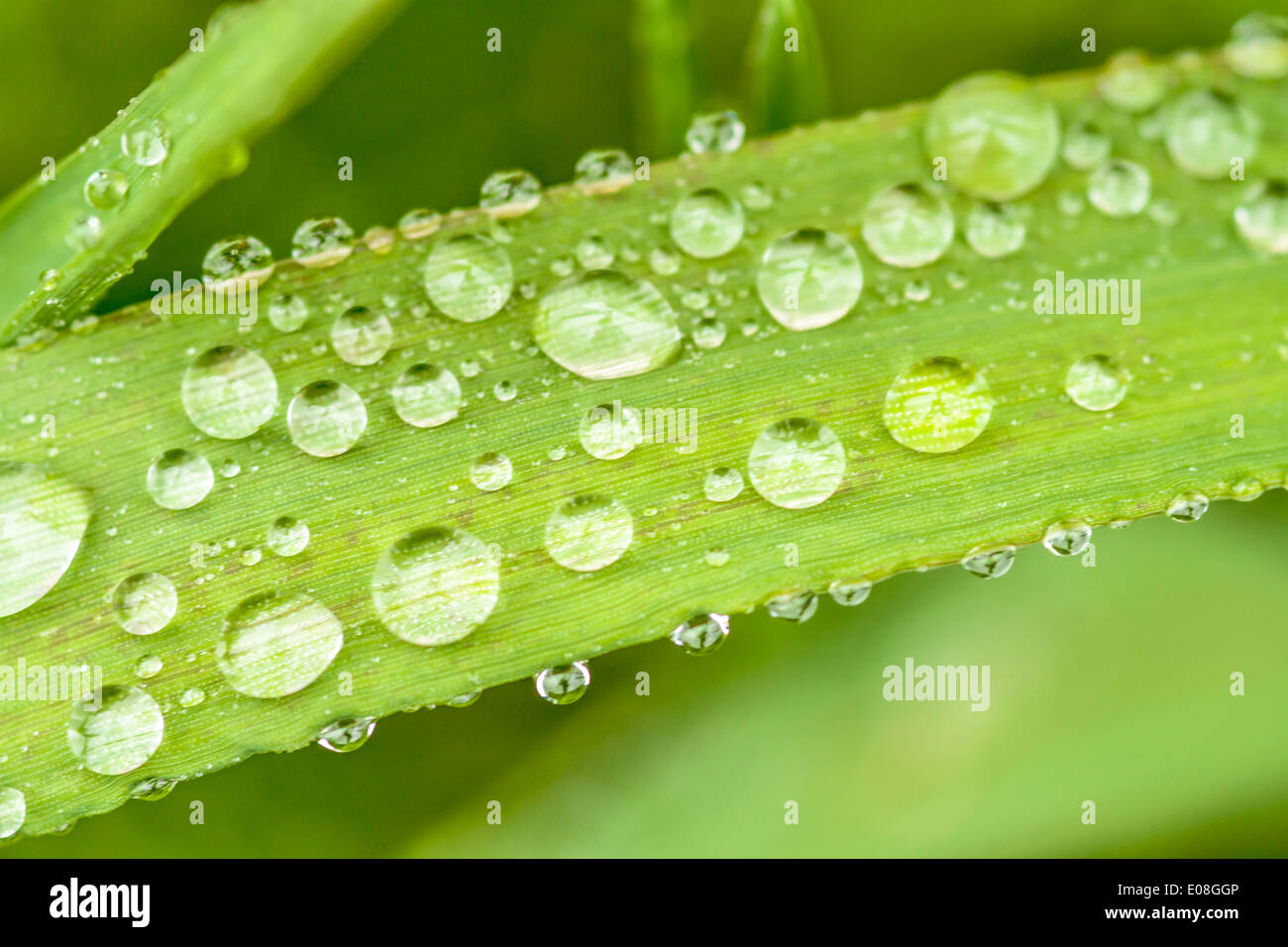 Photo of big drops of dew on a grass Stock Photo - Alamy