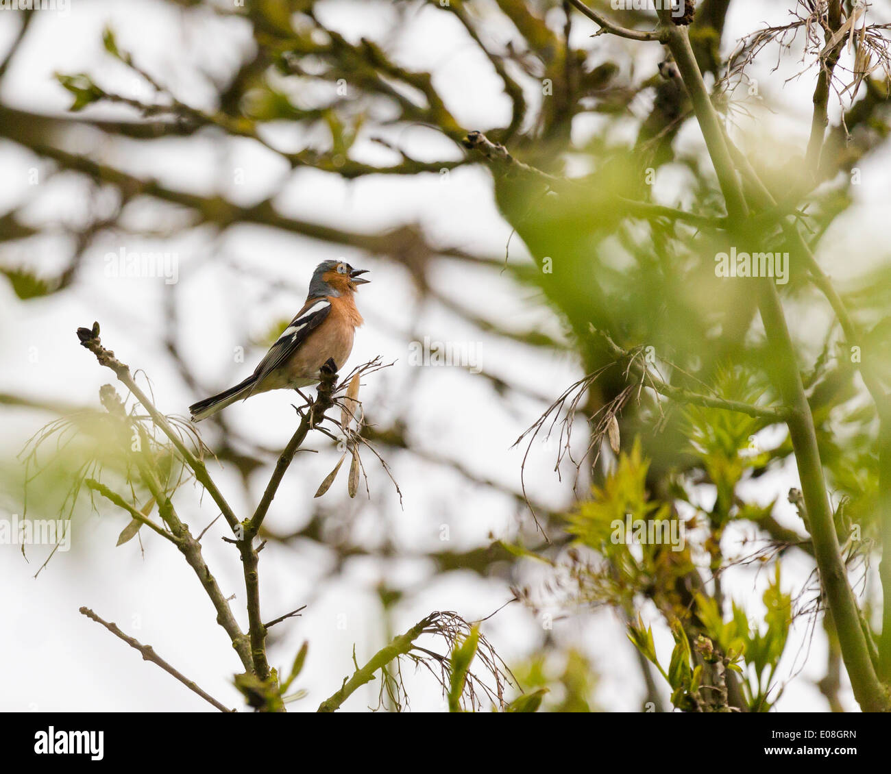 Singing chaffinch hi-res stock photography and images - Alamy