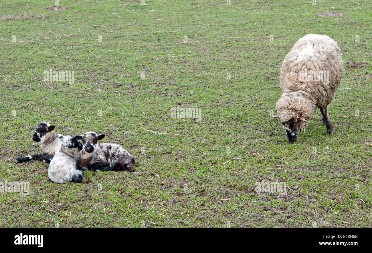 dutch sheep are grazing on the countryside Stock Photo - Alamy