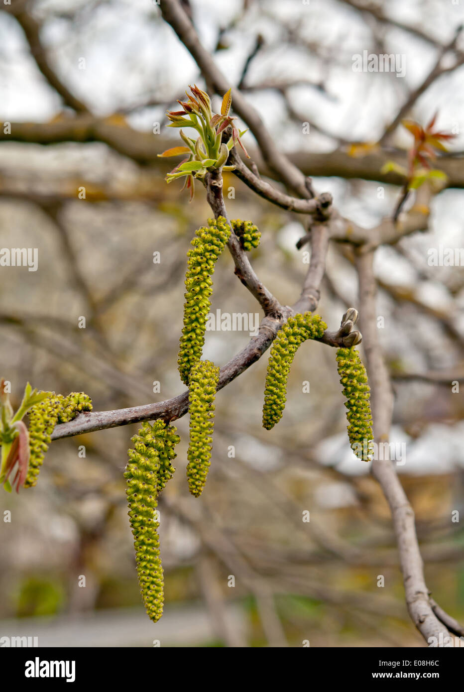 Walnut blossom hi-res stock photography and images - Alamy