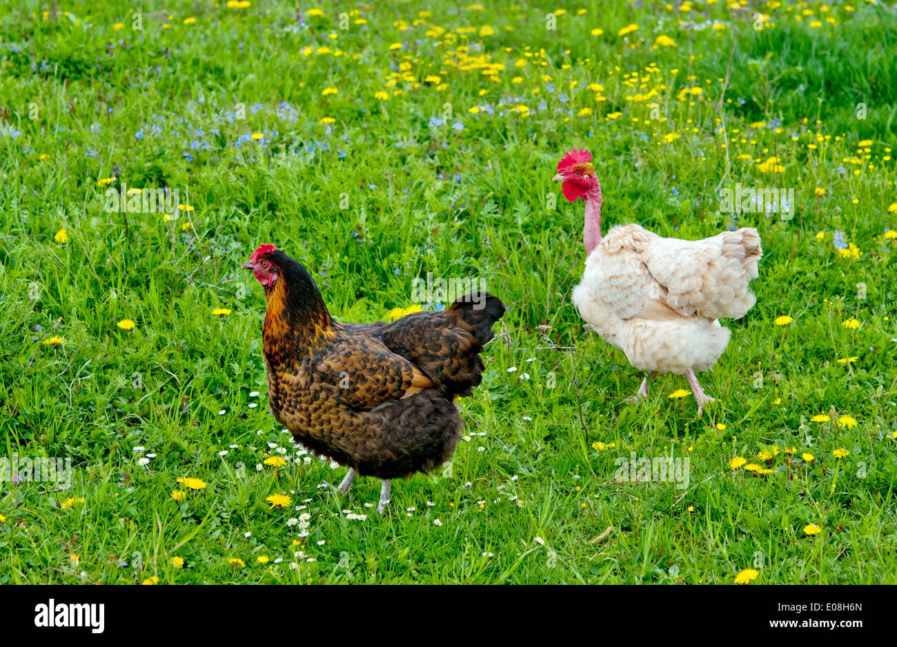 Yellow hen on green background hi-res stock photography and images - Alamy
