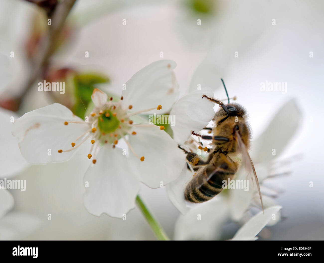 Bee still tree hi-res stock photography and images - Alamy