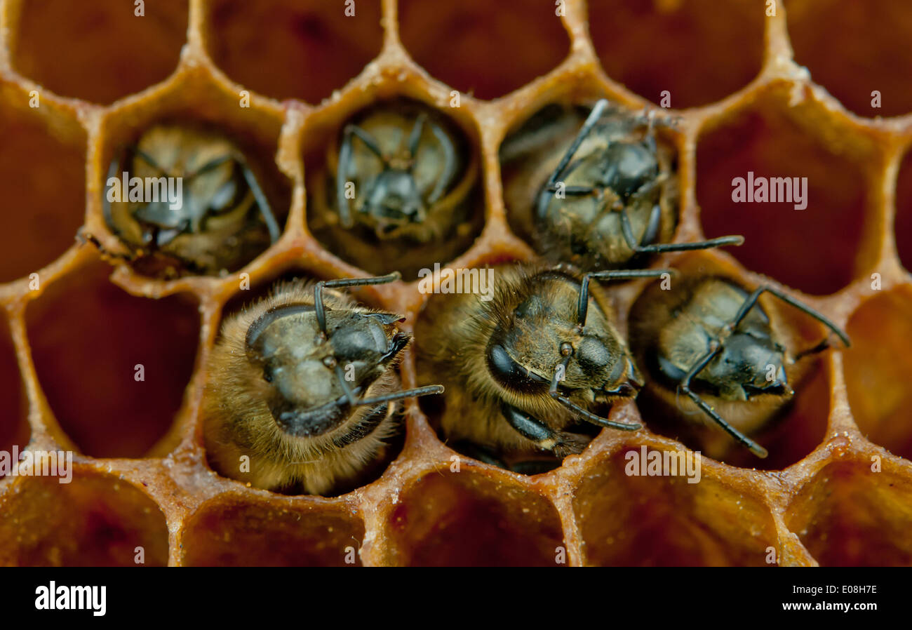 yong bees inside honeycomb. Close up Stock Photo - Alamy