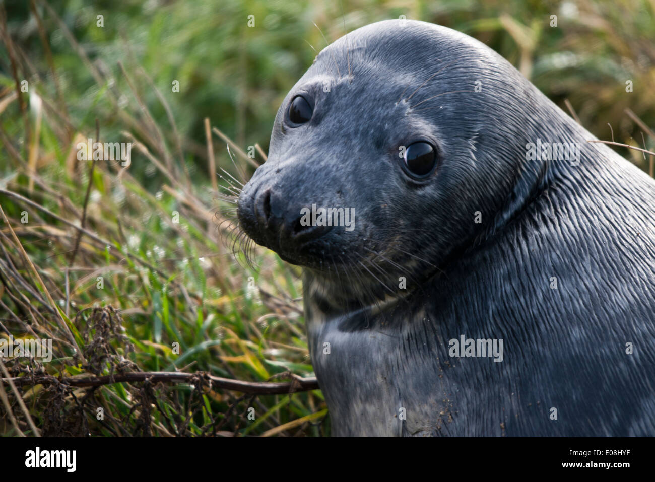 Grey Seal - Halichoerus grypus (Meaning Hooked-nosed sea pig). This ...