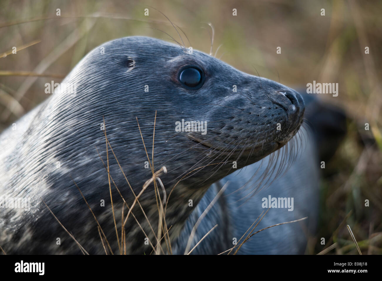 Grey Seal - Halichoerus grypus (Meaning Hooked-nosed sea pig). This ...