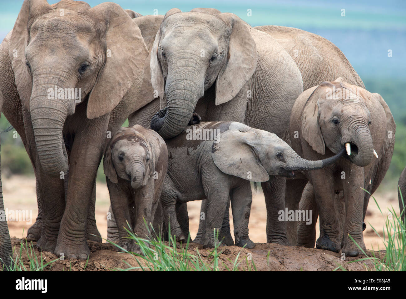 Hapoor hi-res stock photography and images - Alamy
