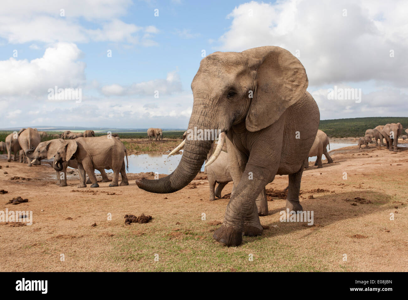 African elephants (Loxodonta africana) at Hapoor waterhole, Addo ...