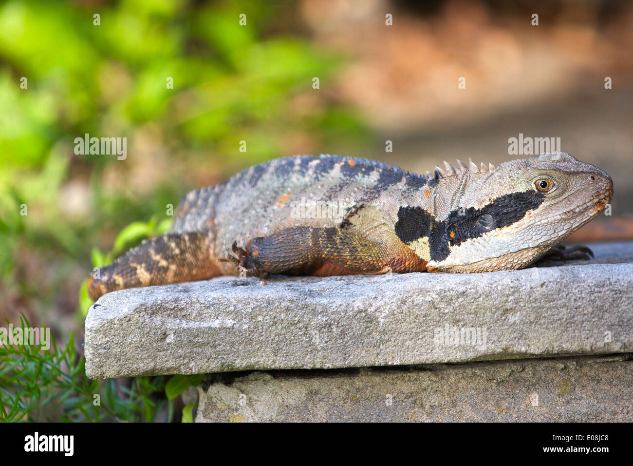 Eastern Water Dragon, Australia Stock Photo - Alamy