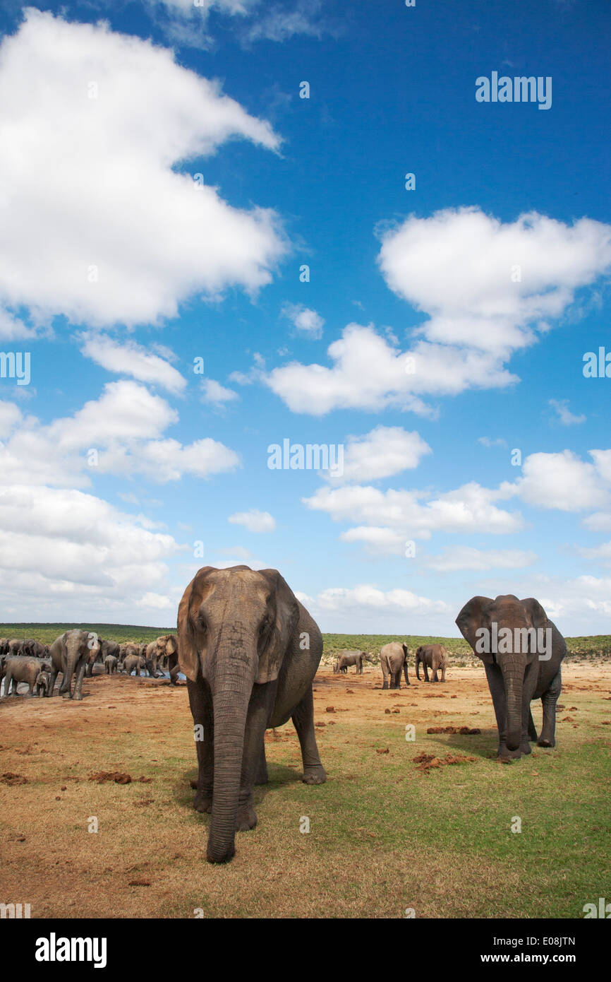 African elephants (Loxodonta africana), Addo Elephant National Park ...