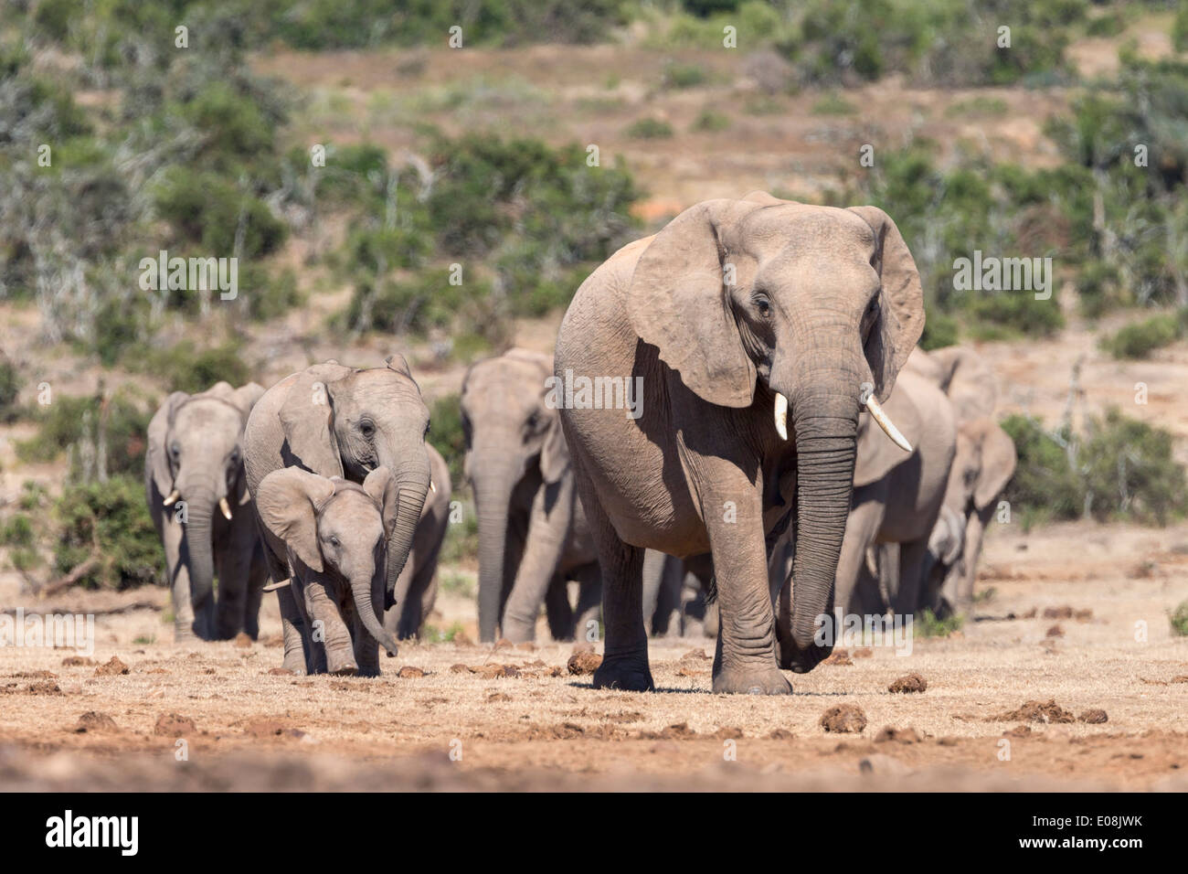 African elephants (Loxodonta africana), Addo Elephant National Park ...