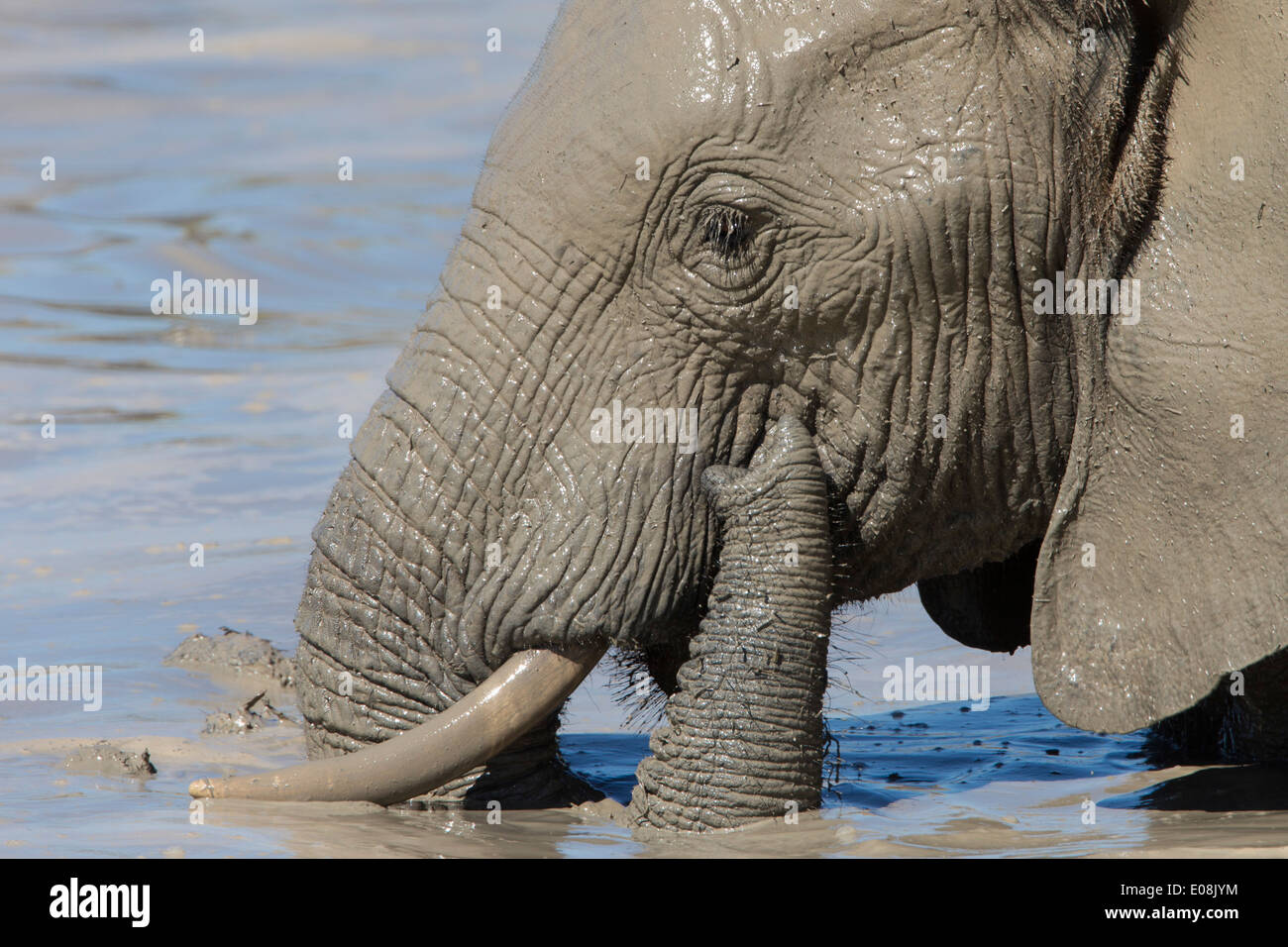 Hapoor hi-res stock photography and images - Alamy