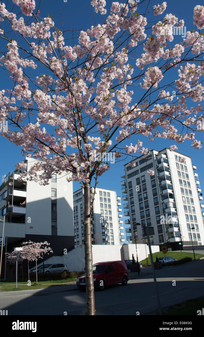 Cherry blossom and architecture in Vallingby Stockholm Sweden in April ...
