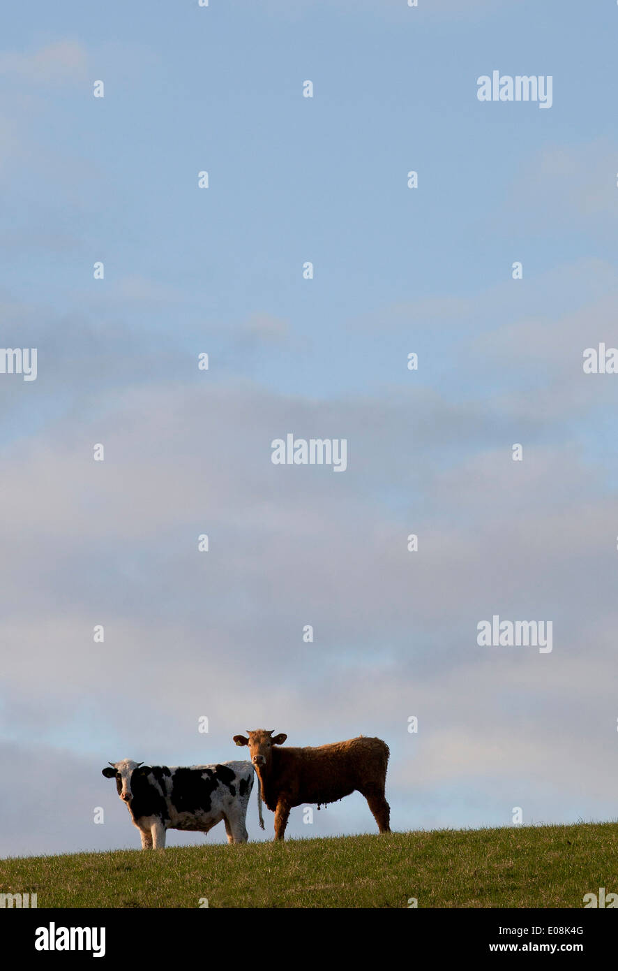 2 Cows on the horizon of an open field Stock Photo - Alamy