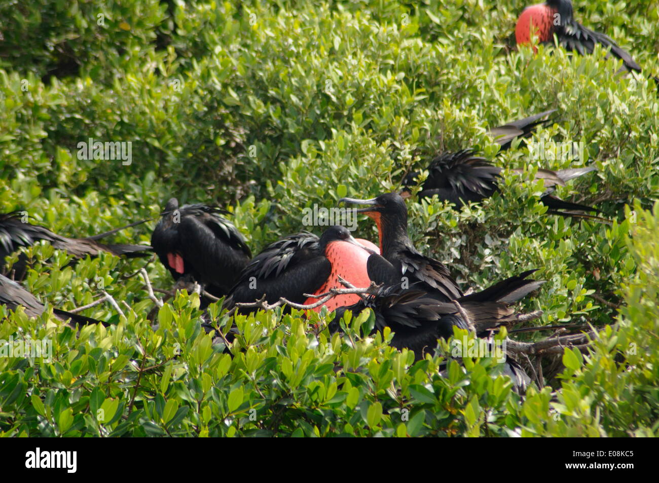 World's largest colony of Frigate Birds (Fregata magnificens) in the ...