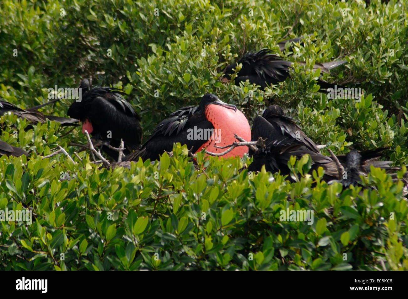 World's largest colony of Frigate Birds (Fregata magnificens) in the ...
