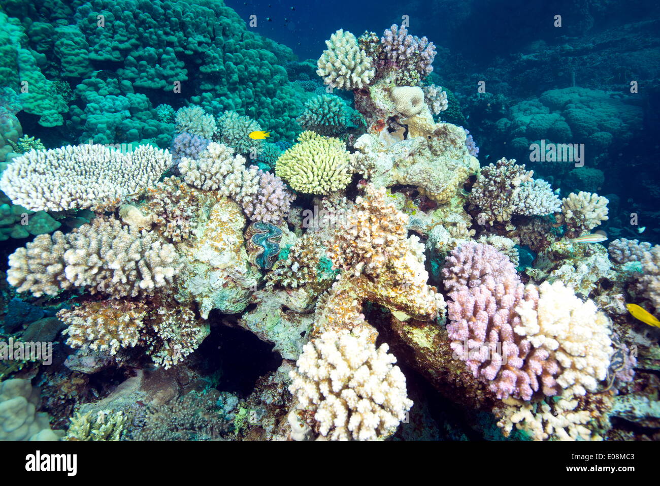 Typical healthy Red Sea hard coral reef landscape, Marsa Alam, Egypt ...