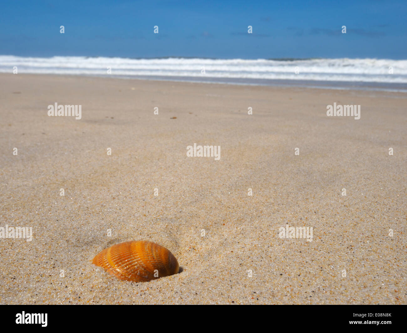 Sea shell in the sand Stock Photo - Alamy