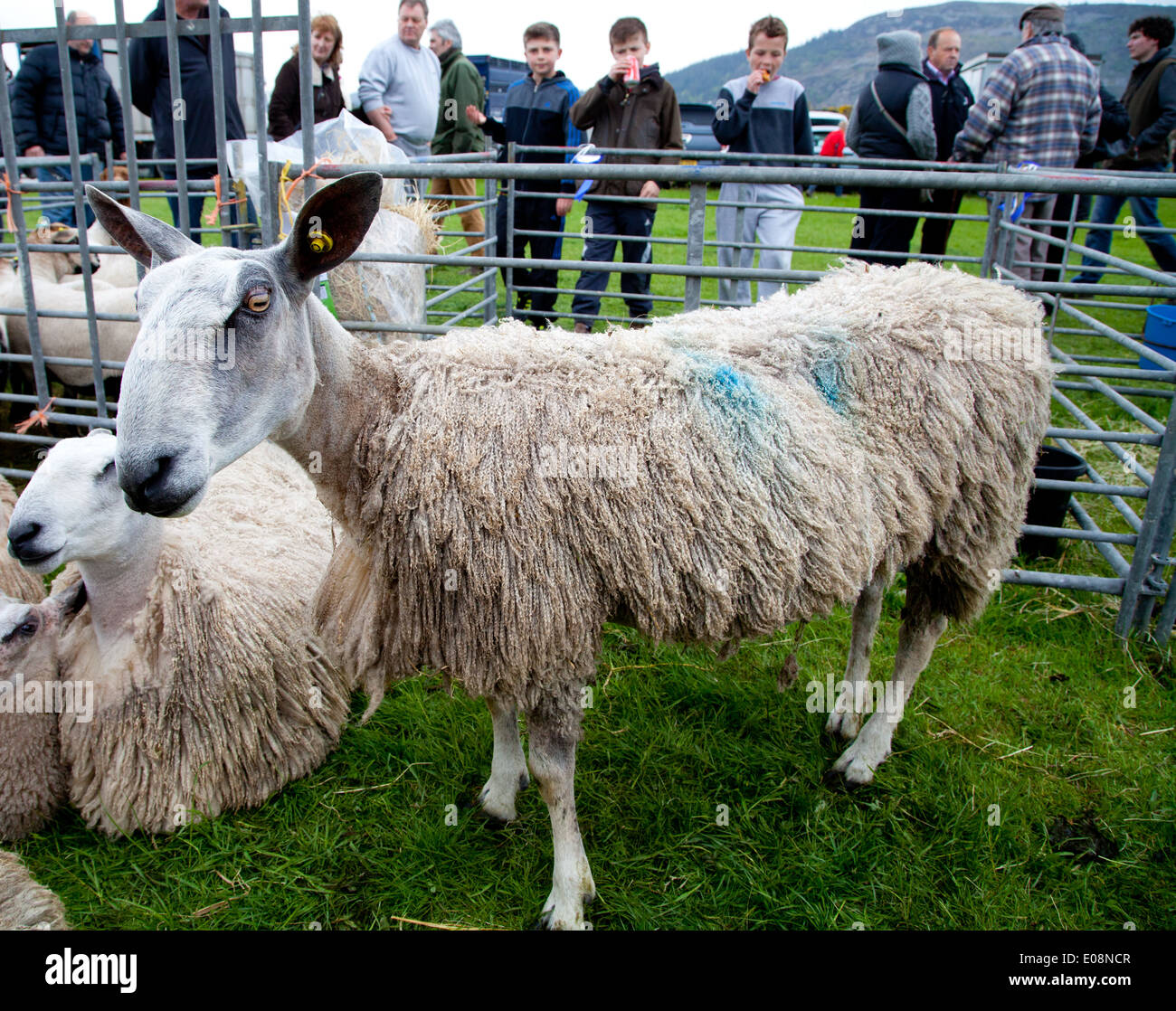 Blue faced leicester sheep hi-res stock photography and images - Alamy