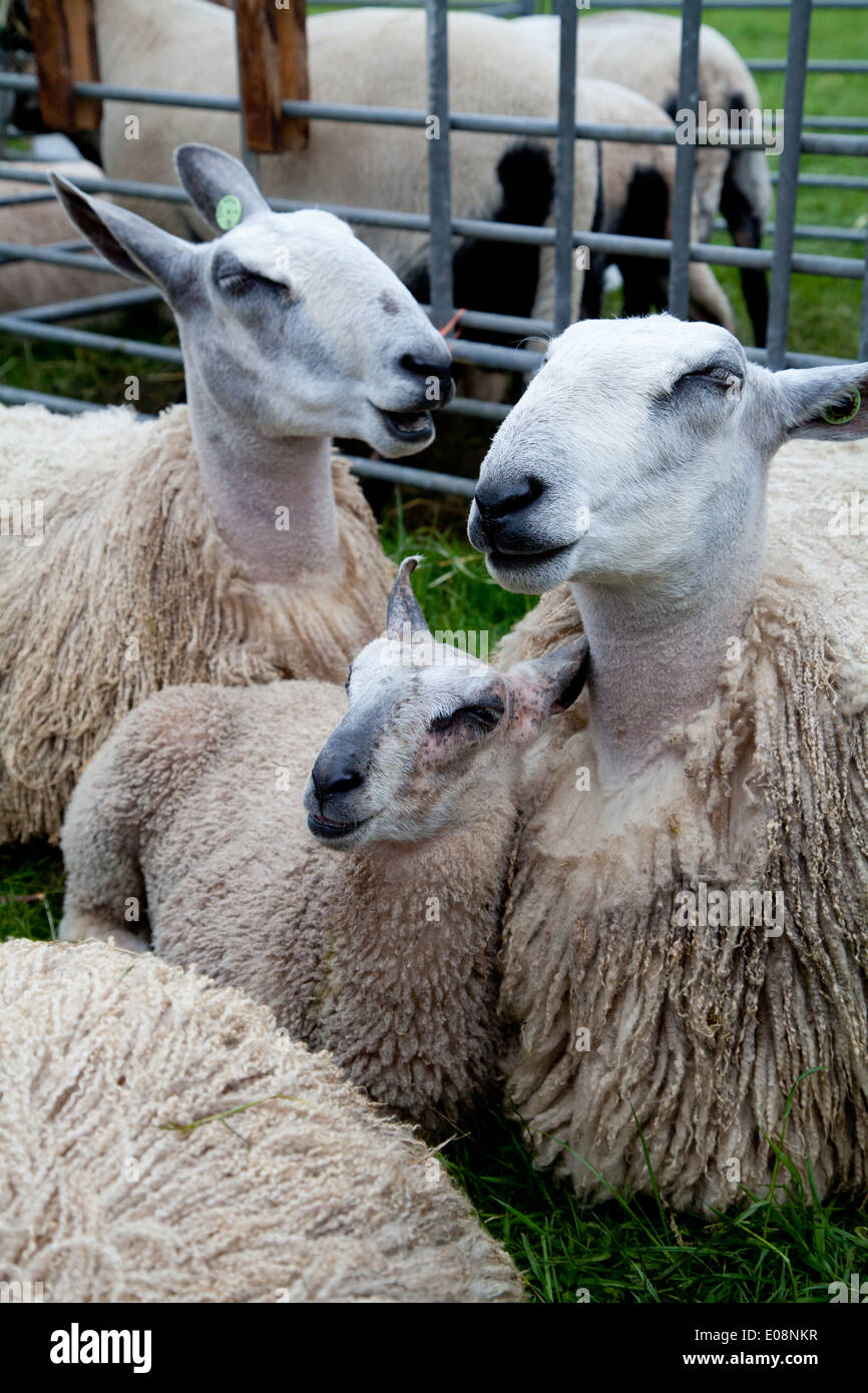 Blue faced leicester sheep hi-res stock photography and images - Alamy